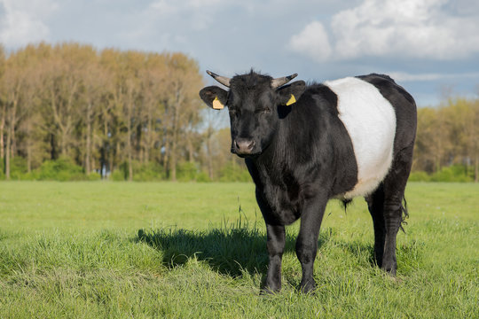 Dutch Belted Cattle