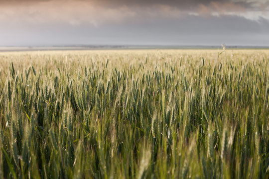 "Wheat Belt" Images – Browse 192 Stock Photos, Vectors, and Video ...