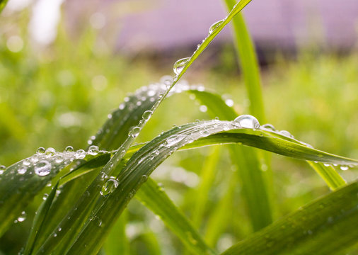Dew-Drop bilder – Bläddra bland 2,742 stockfoton, vektorer och videor ...