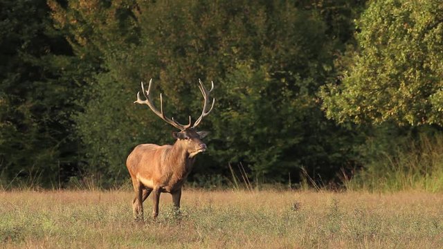 Cervo Images – Browse 10,743 Stock Photos, Vectors, and Video | Adobe Stock