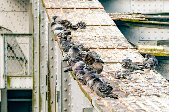 Zuchttauben-Bilder: Stock-Fotos & -Videos. | Adobe Stock