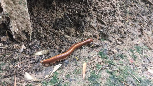 Trigoniulus Bilder – Durchsuchen 149 Archivfotos, Vektorgrafiken und ...