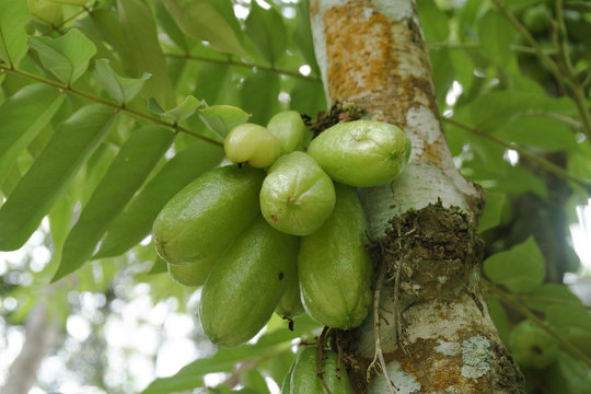 Bimbul Images – Browse 2 Stock Photos, Vectors, and Video | Adobe Stock