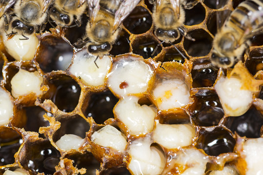 Varroa Bilder – Durchsuchen 785 Archivfotos, Vektorgrafiken und Videos ...