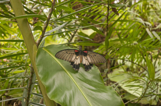 Lepidopterans Images – Browse 178,781 Stock Photos, Vectors, and Video ...