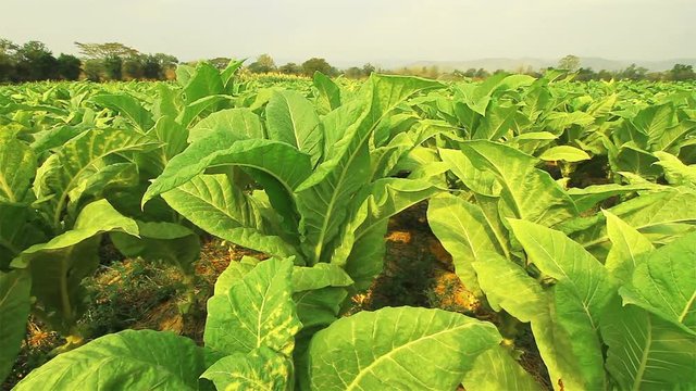 "Tobacco Farm" Images – Browse 1,137 Stock Photos, Vectors, and Video ...