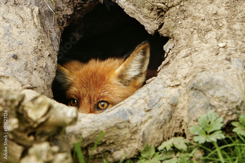"Vos in haar hol." photo libre de droits sur la banque d'images Fotolia ...