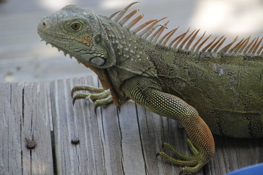 รูปภาพAcrodonta – เลือกดูภาพถ่ายสต็อก เวกเตอร์ และวิดีโอ11,557 | Adobe ...