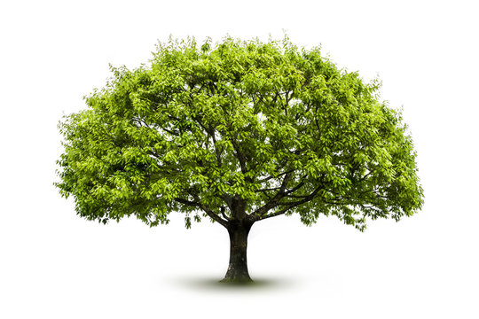 Baum Images Browse 1 687 762 Stock Photos Vectors And Video