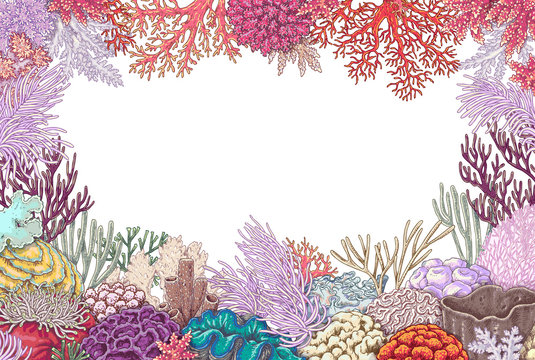 Coral Border Template