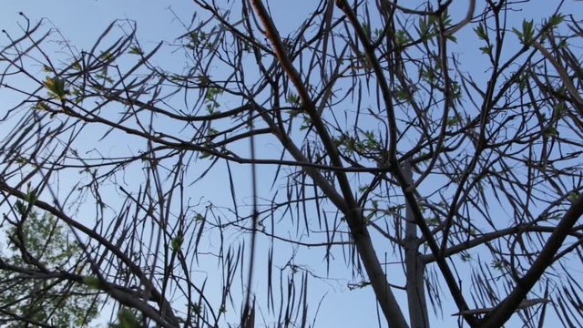 Catawba-Tree Images – Browse 98 Stock Photos, Vectors, and Video ...