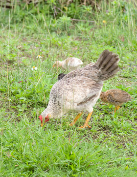 「Glousser」の画像 - 18 件の Stock 写真、ベクターおよびビデオ | Adobe Stock