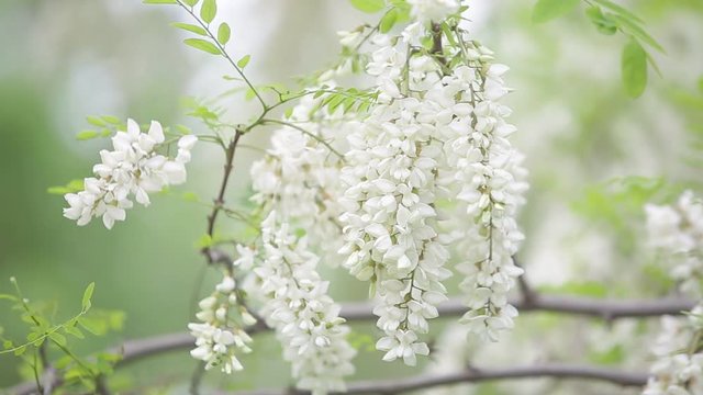 "Acacia Flowers" Images – Browse 421 Stock Photos, Vectors, and Video ...