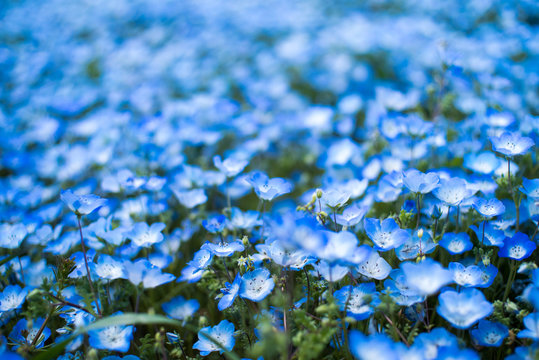 รูปภาพHitachinaka – เลือกดูภาพถ่ายสต็อก เวกเตอร์ และวิดีโอ897 | Adobe Stock