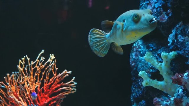 "Balloon Fish" Images – Browse 364 Stock Photos, Vectors, and Video ...