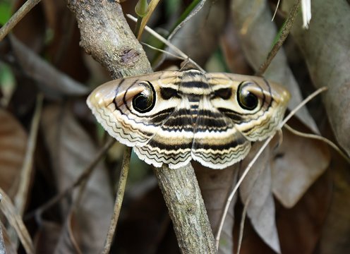 รูปภาพRetorta – เลือกดูภาพถ่ายสต็อก เวกเตอร์ และวิดีโอ192 | Adobe Stock
