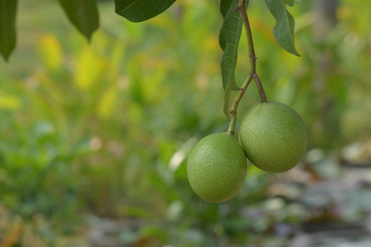 รูปภาพRumdul – เลือกดูภาพถ่ายสต็อก เวกเตอร์ และวิดีโอ292 | Adobe Stock