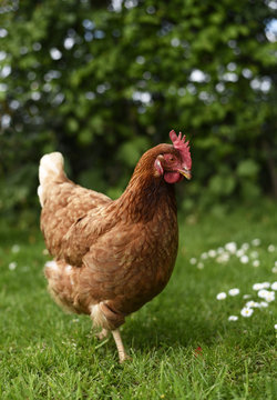 รูปภาพHuhn – เลือกดูภาพถ่ายสต็อก เวกเตอร์ และวิดีโอ32,796 | Adobe Stock