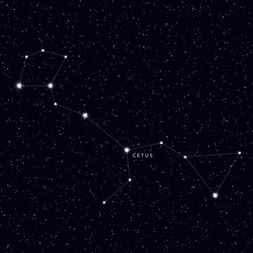 Cetus Images – Browse 148 Stock Photos, Vectors, and Video | Adobe Stock