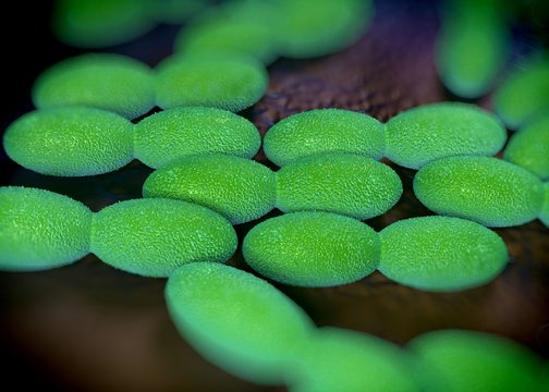 Acetobacter Images – Browse 199 Stock Photos, Vectors, and Video ...