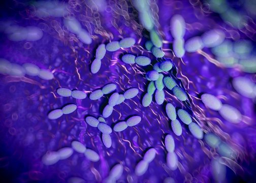 Acetobacter Images – Browse 173 Stock Photos, Vectors, and Video ...