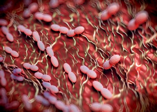 Acetobacter Images – Browse 197 Stock Photos, Vectors, and Video ...