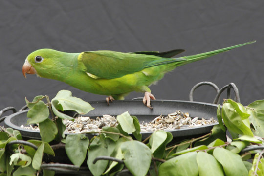 Maritaca Imagens – Procure 825 fotos, vetores e vídeos | Adobe Stock