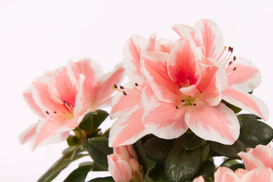 Azalea Bilder – Durchsuchen 75,913 Archivfotos, Vektorgrafiken und ...
