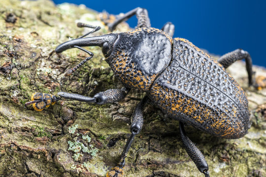 「Besouro」の画像 - 1,929 件の Stock 写真、ベクターおよびビデオ | Adobe Stock