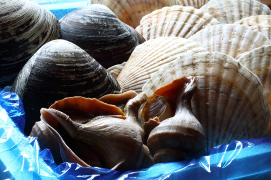 รูปภาพShellfishes – เลือกดูภาพถ่ายสต็อก เวกเตอร์ และวิดีโอ485,525 ...