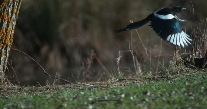 Magpie In Flight Images – Browse 17,407 Stock Photos, Vectors, and ...
