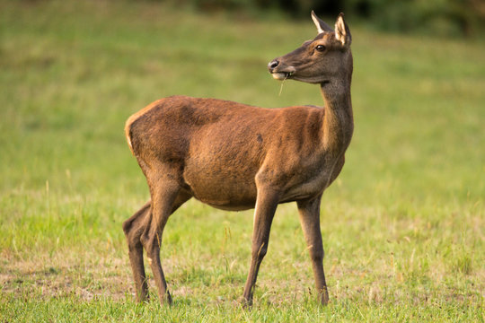 Imágenes de Biche: descubre bancos de fotos, ilustraciones, vectores y ...