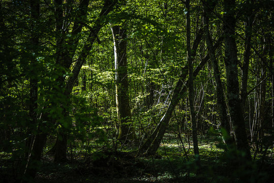 รูปภาพCaduc – เลือกดูภาพถ่ายสต็อก เวกเตอร์ และวิดีโอ246 | Adobe Stock