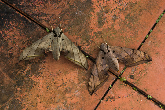 รูปภาพ"Sphinx Moth" – เลือกดูภาพถ่ายสต็อก เวกเตอร์ และวิดีโอ12,930 ...