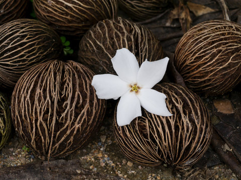 「Tangena」の画像 - 164 件の Stock 写真、ベクターおよびビデオ | Adobe Stock