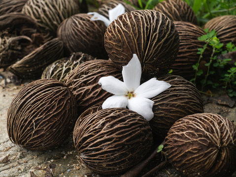 Tangena Images – Browse 158 Stock Photos, Vectors, and Video | Adobe Stock