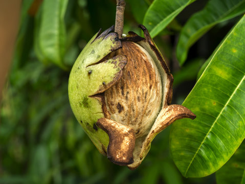 Tangena Bilder – Durchsuchen 158 Archivfotos, Vektorgrafiken und Videos ...