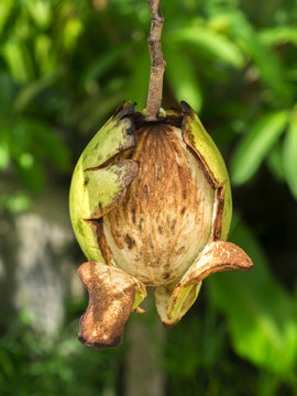 「Tangena」の画像 - 159 件の Stock 写真、ベクターおよびビデオ | Adobe Stock