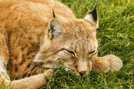 Linx Images – Parcourir 301 le catalogue de photos, vecteurs et vidéos ...