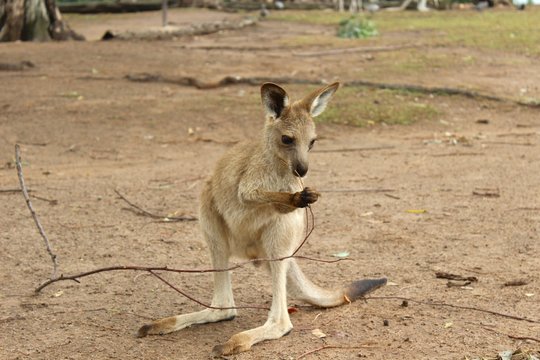 รูปภาพRoo – เลือกดูภาพถ่ายสต็อก เวกเตอร์ และวิดีโอ28,180 | Adobe Stock