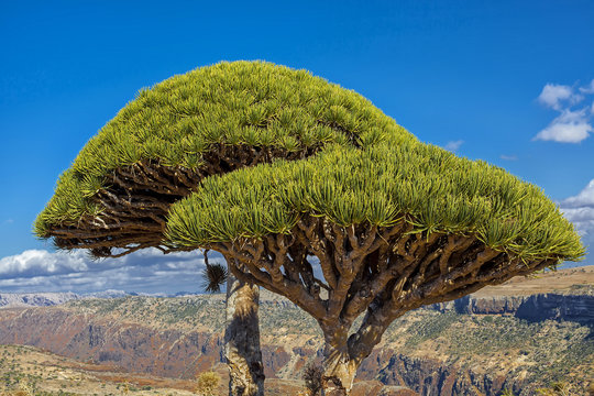 Yemen Tree Images – Browse 5,481 Stock Photos, Vectors, and Video ...