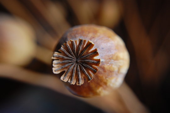 "Poppy Head" Images – Browse 1,737 Stock Photos, Vectors, and Video ...