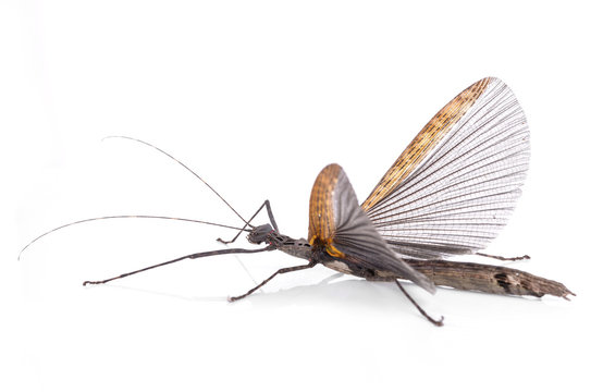 รูปภาพPhasmatodea – เลือกดูภาพถ่ายสต็อก เวกเตอร์ และวิดีโอ26,157 ...