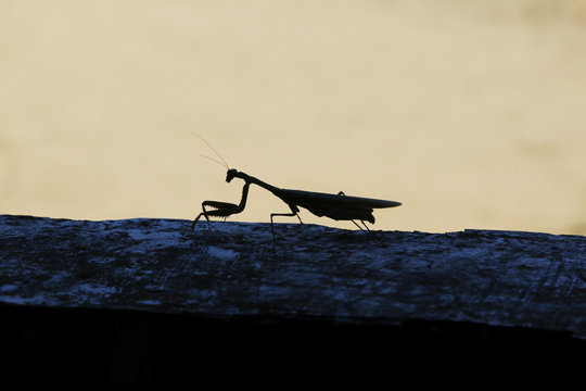 Amantis Bilder – Durchsuchen 54 Archivfotos, Vektorgrafiken und Videos ...