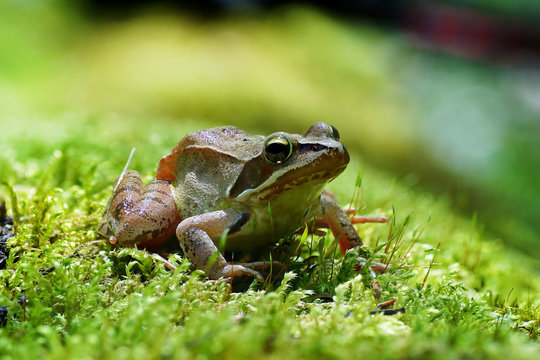 DIE 1,058 BESTEN BILDER, STOCK-FOTOS UND -VEKTORGRAFIKEN ZU „Strunk ...