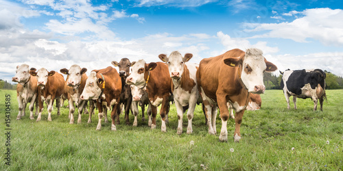 "Kuhherde auf einer Weide im Unteralläu - Bayern " Stockfotos und lizenzfreie Bilder auf Fotolia ...