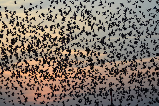 "Flocking Behavior" Images – Browse 17,205 Stock Photos, Vectors, and ...