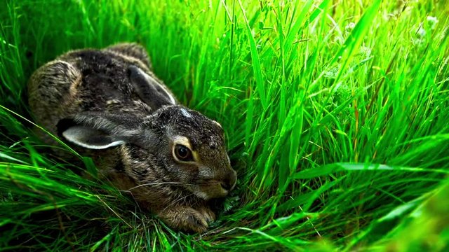 Imagens de Leveret – Explore Fotografias do Stock, Vetores e Vídeos de ...
