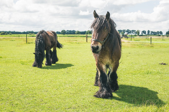 Ardenner bilder – Bläddra bland 84 stockfoton, vektorer och videor ...