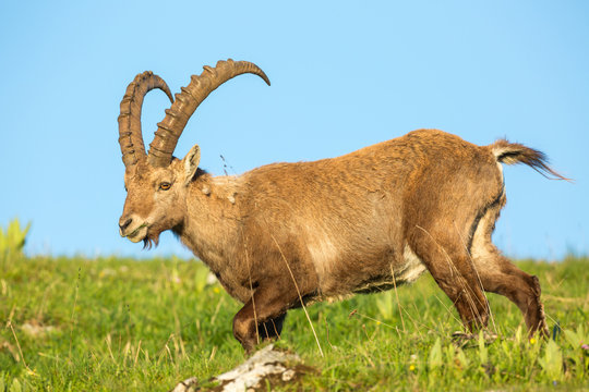 Artiodactyles bilder – Bläddra bland 767 stockfoton, vektorer och ...